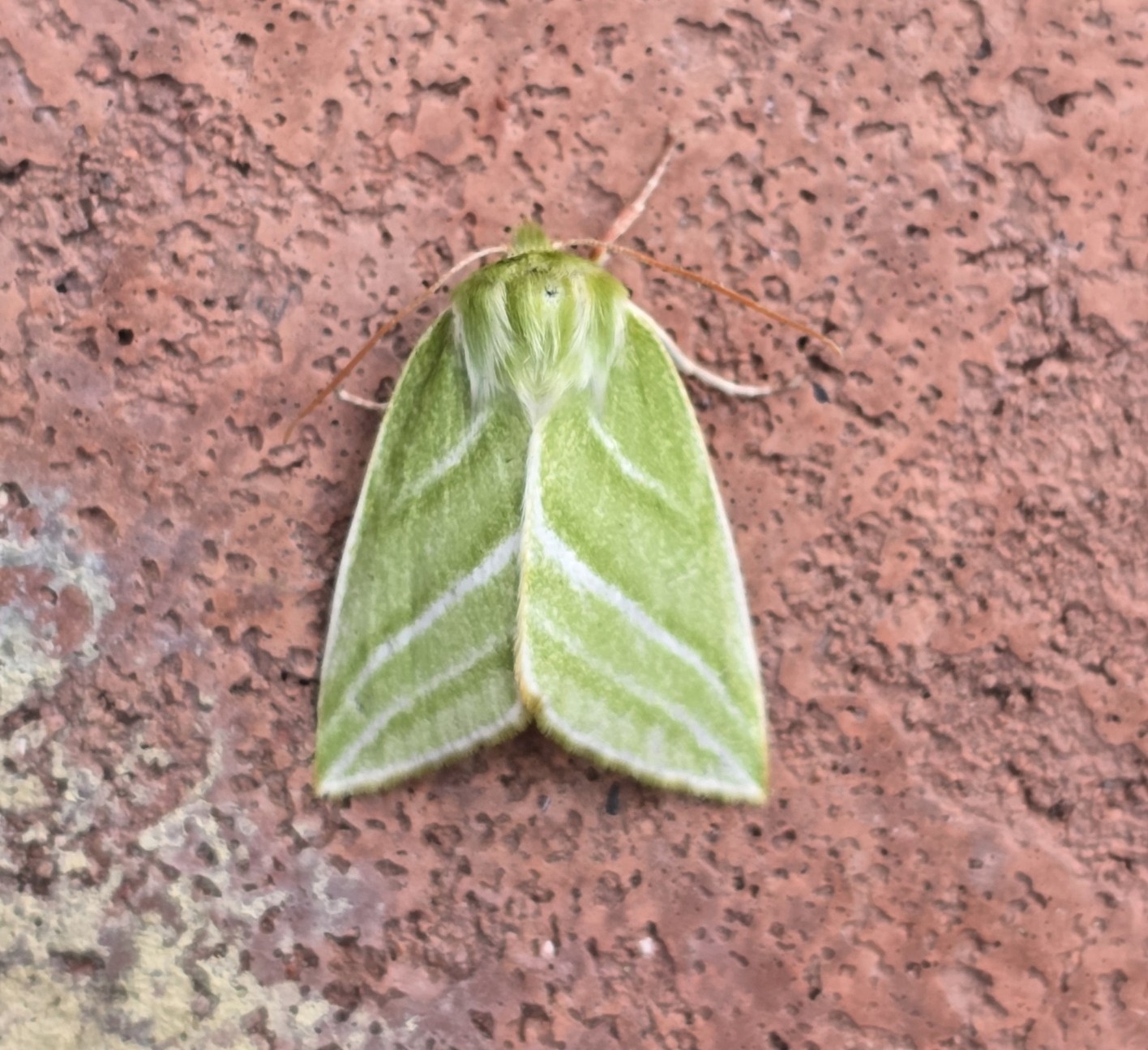 SpeciesSummary Details - Green Cross Nature