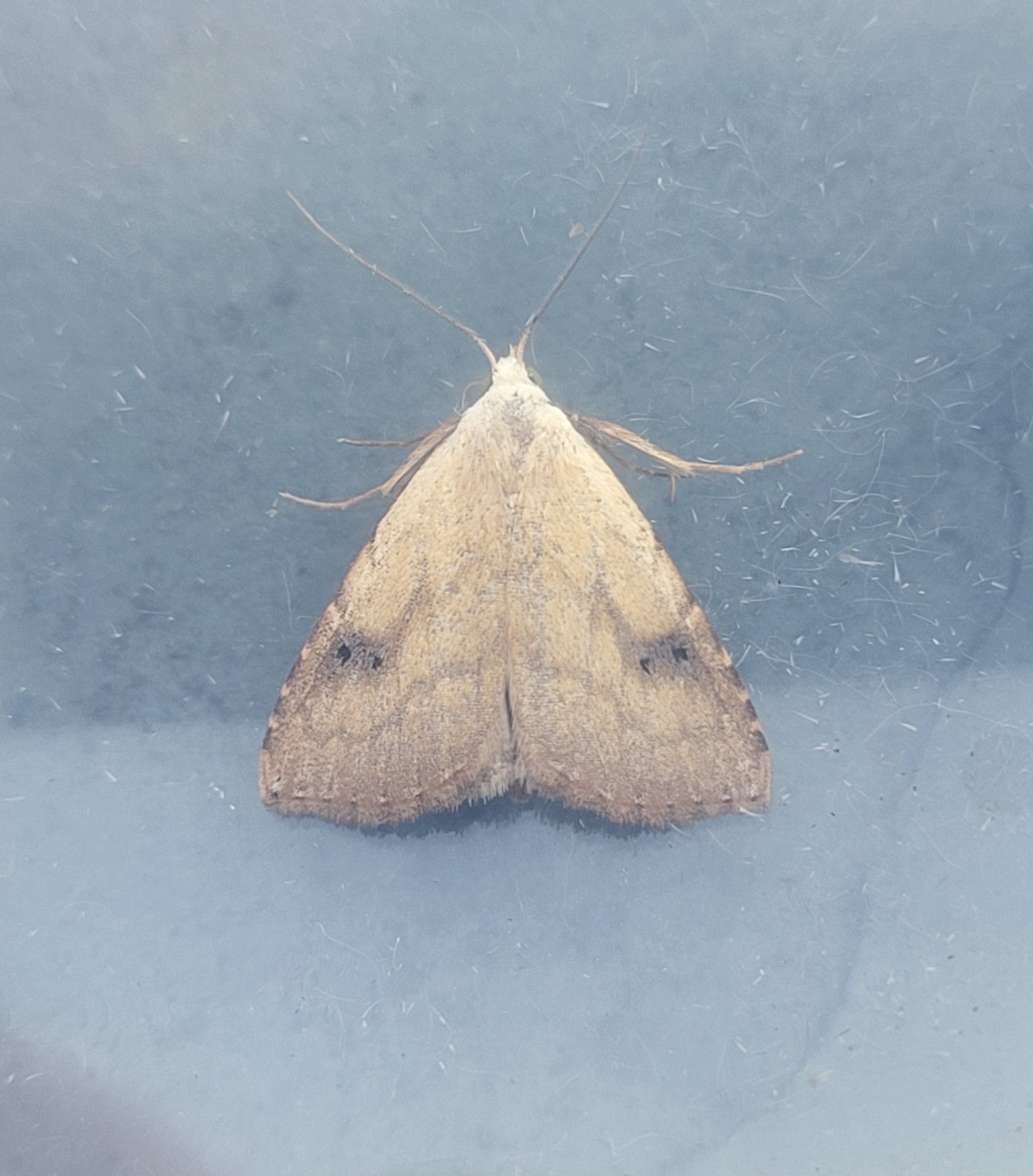 SpeciesSummary Details - Green Cross Nature